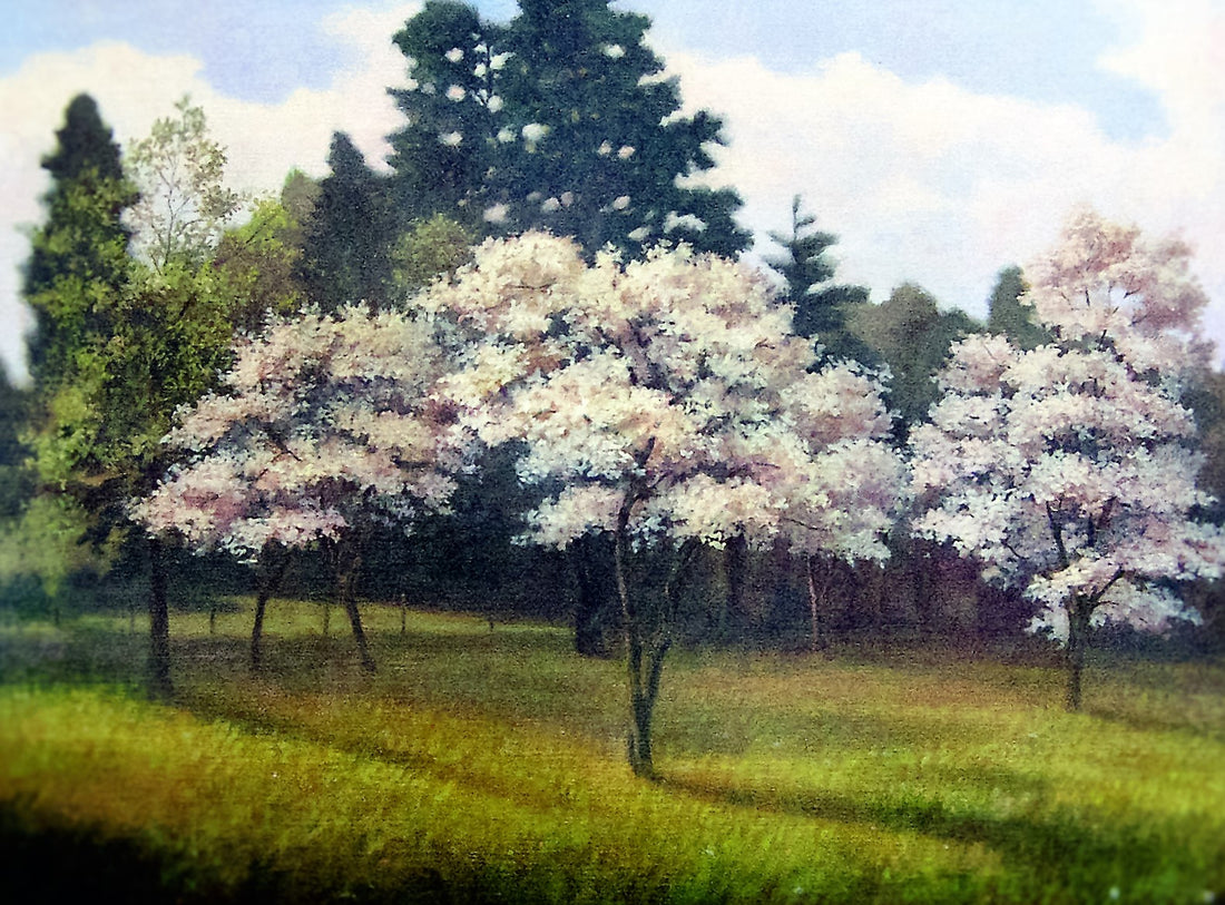 Dogwoods, Spring – Martin House Gallery